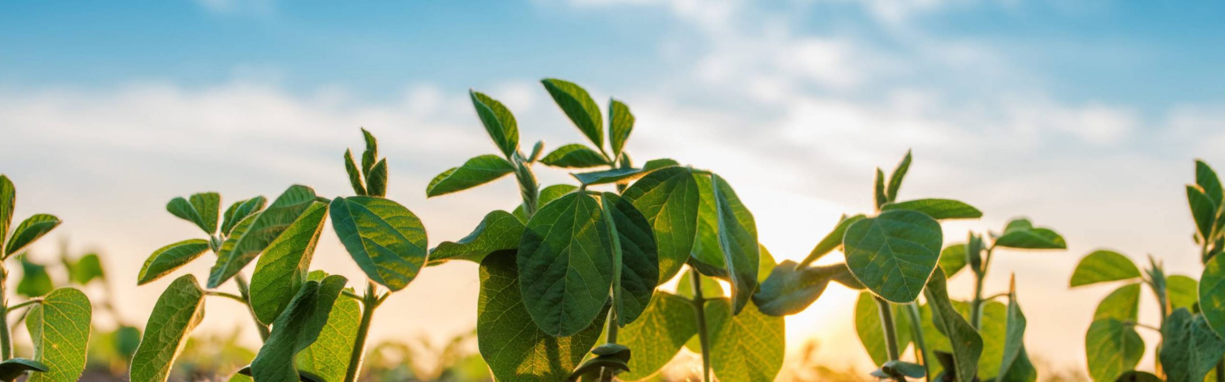 Portfolio Company Profile | Verdesian Life Sciences - Paine Schwartz ...