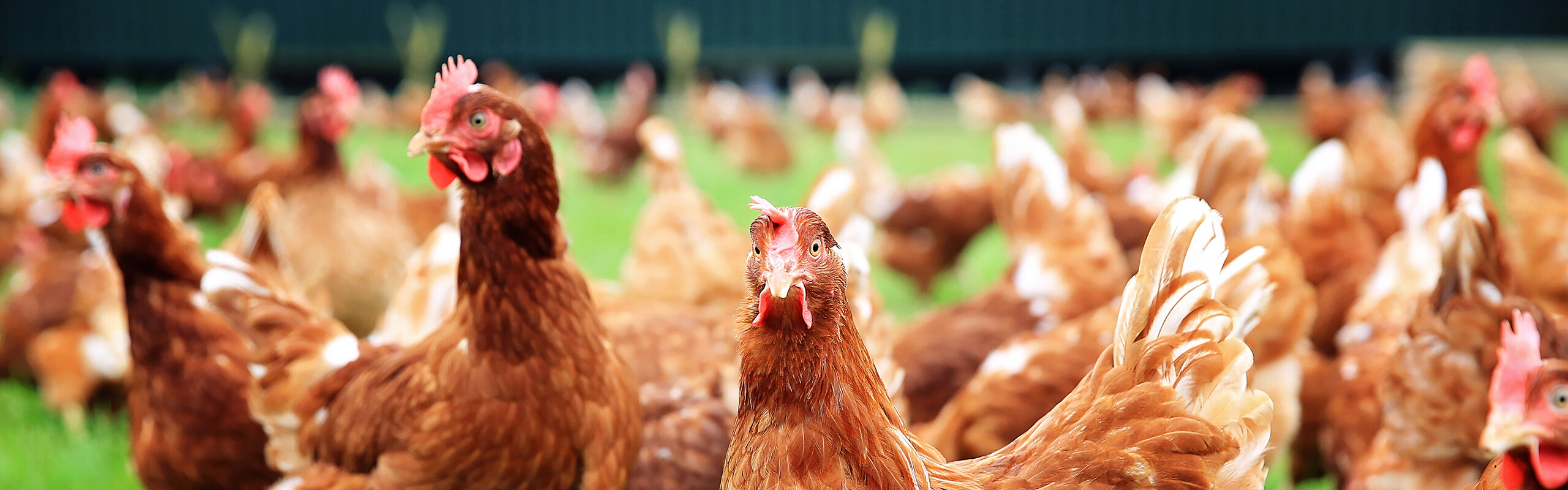 Portfolio Company Profile | Hendrix Genetics - Paine Schwartz Partners